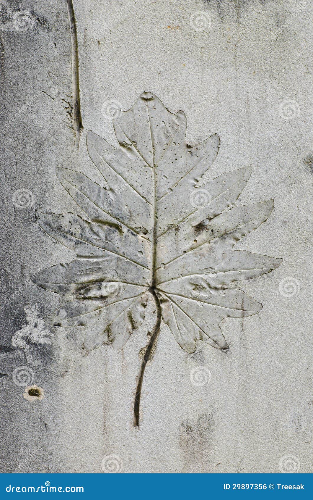 Parede Do Cimento Com Folha Real Foto de Stock - Imagem de concreto ...