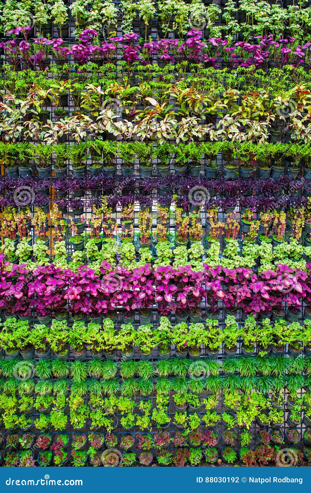 Paredes Verticais Do Jardim Foto de Stock - Imagem de folhagem, preto ...