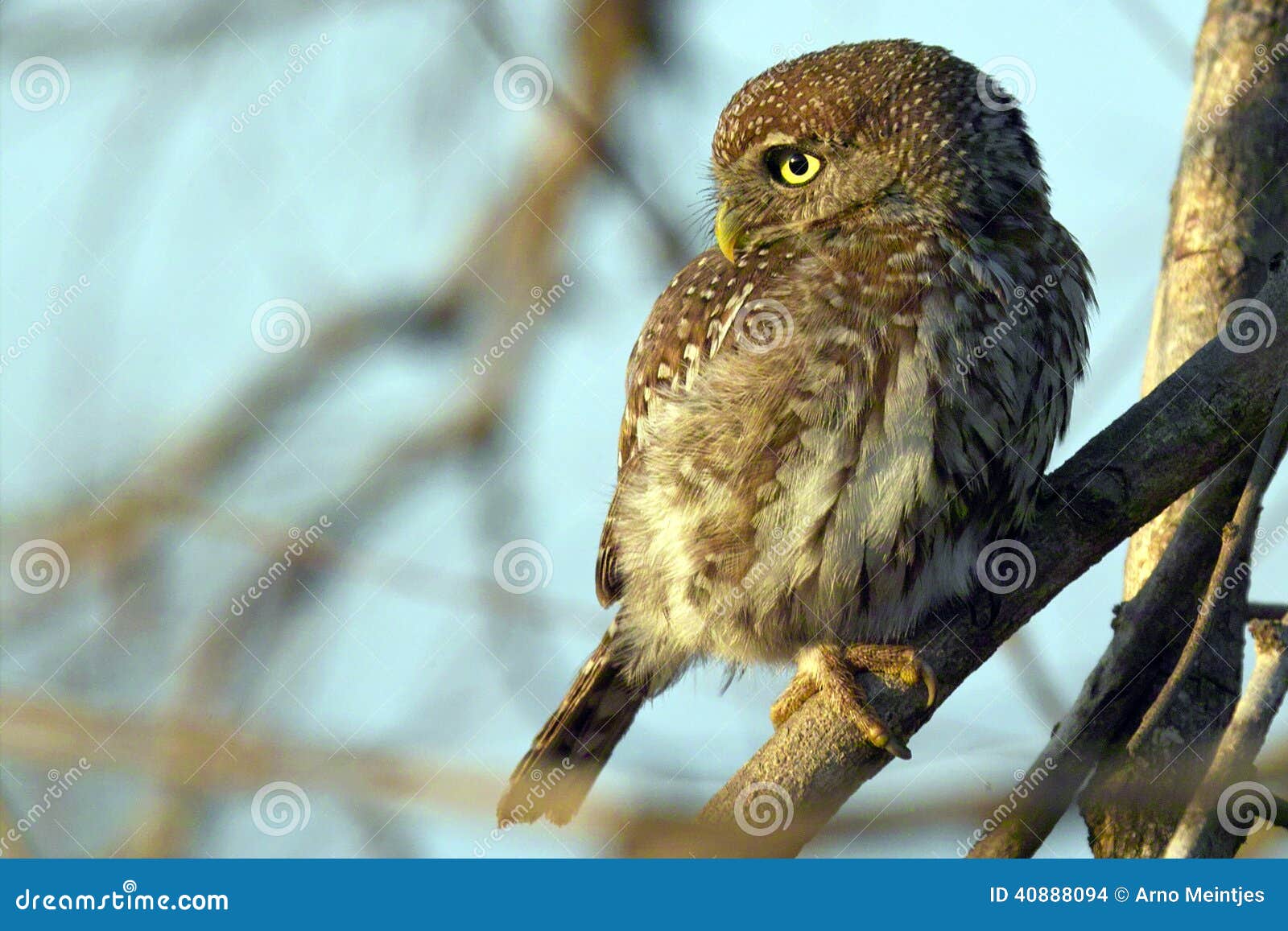 Parel-bevlekte Jonge Uil (Glaucidium-perlatum) Stock Foto - Image of ...