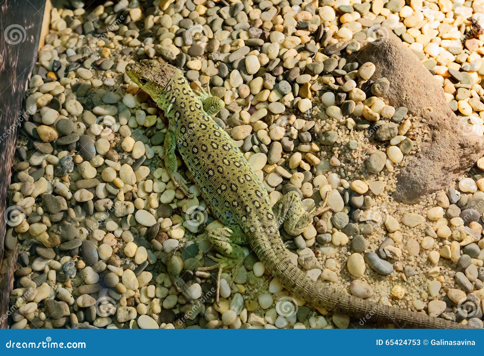 Parel opgesmukte hagedis stock afbeelding. Image of reptiel - 65424753