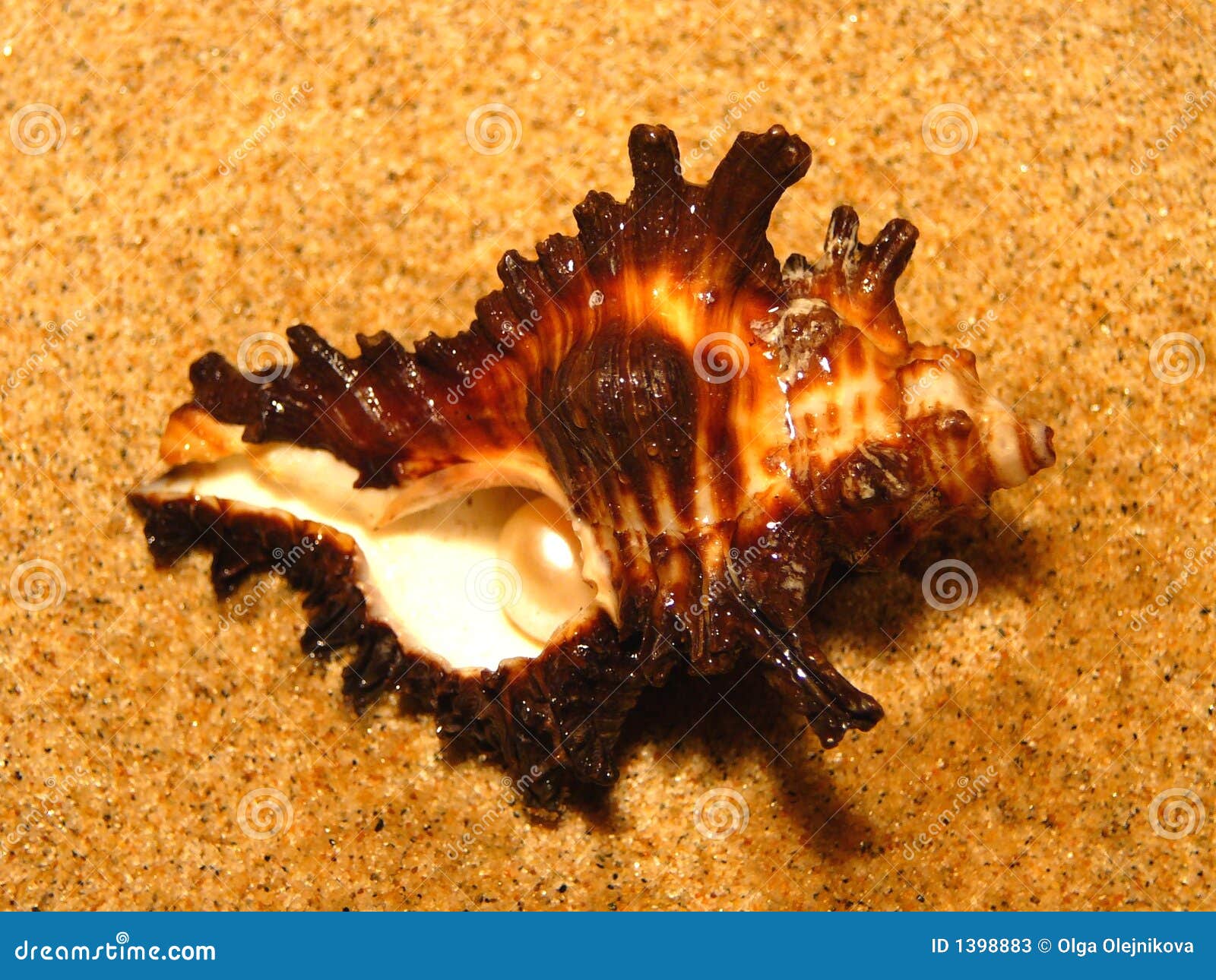 Parel in shell stock afbeelding. Image of parel, waardevol - 1398883