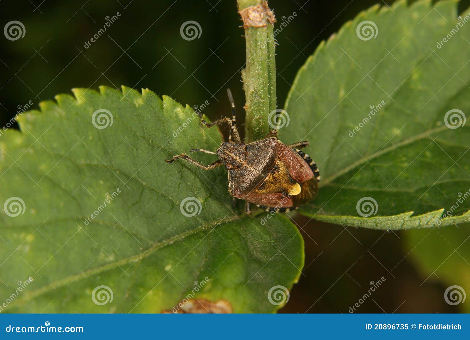 Parent Bug (Elasmucha Grisea) Stock Image - Image of grisea, nature ...