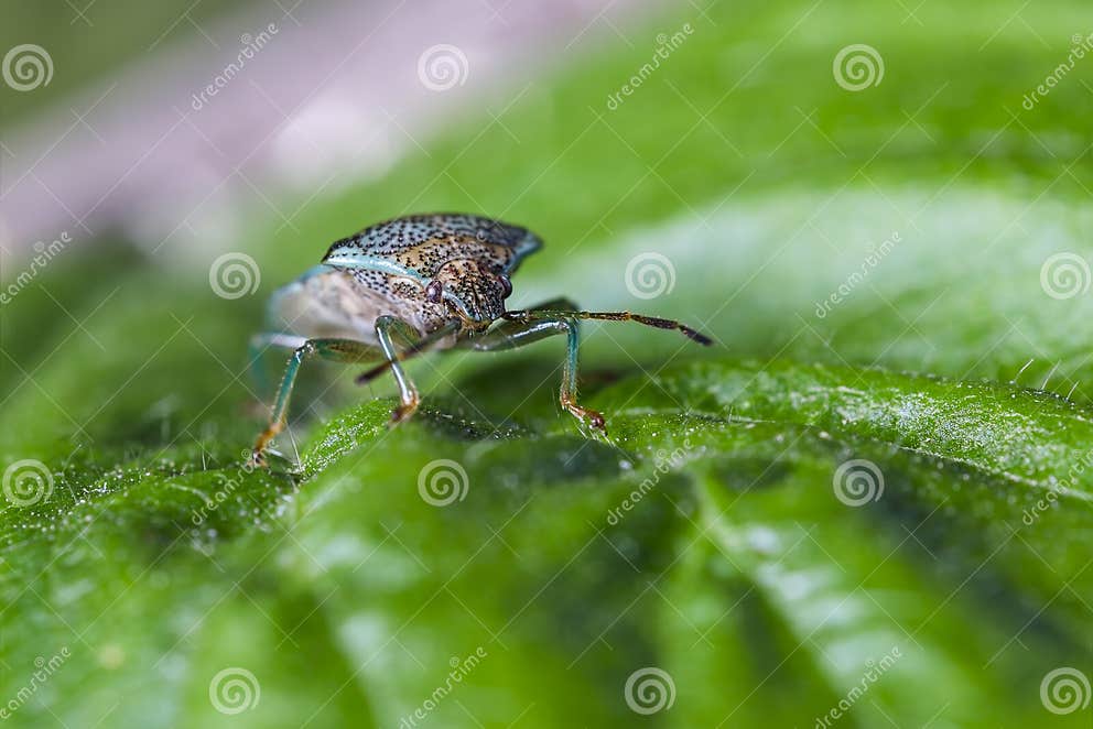 Parent bug stock photo. Image of acanthosomatidae, colorful - 41813306