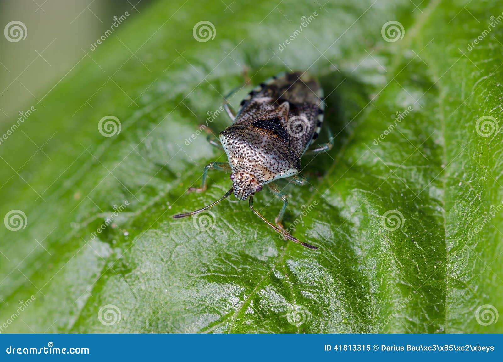 Parent bug stock image. Image of field, wood, meadow - 41813315