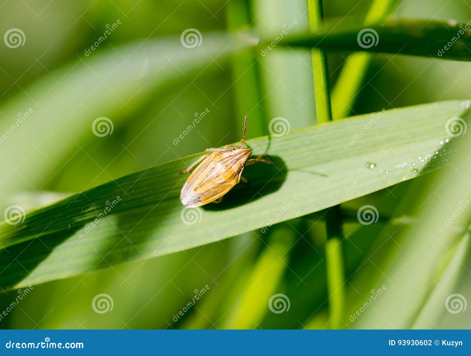 Parent Bug Elasmucha Grisea, Shield Bug, Stink Bug, Family of Stock ...