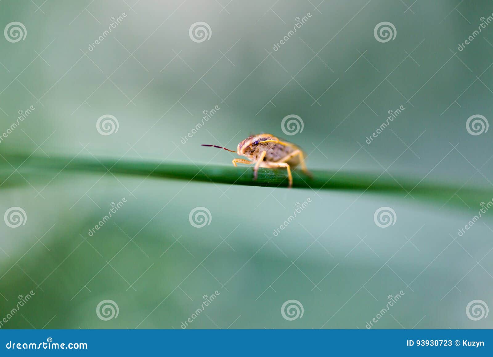 Parent Bug Elasmucha Grisea, Shield Bug, Stink Bug, Family of Stock ...