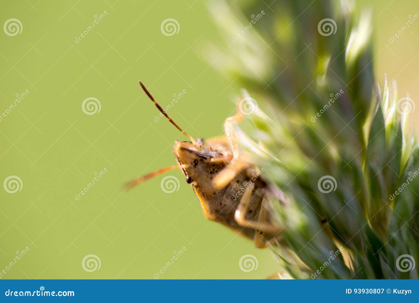 Parent Bug Elasmucha Grisea, Shield Bug, Stink Bug, Family of Stock ...