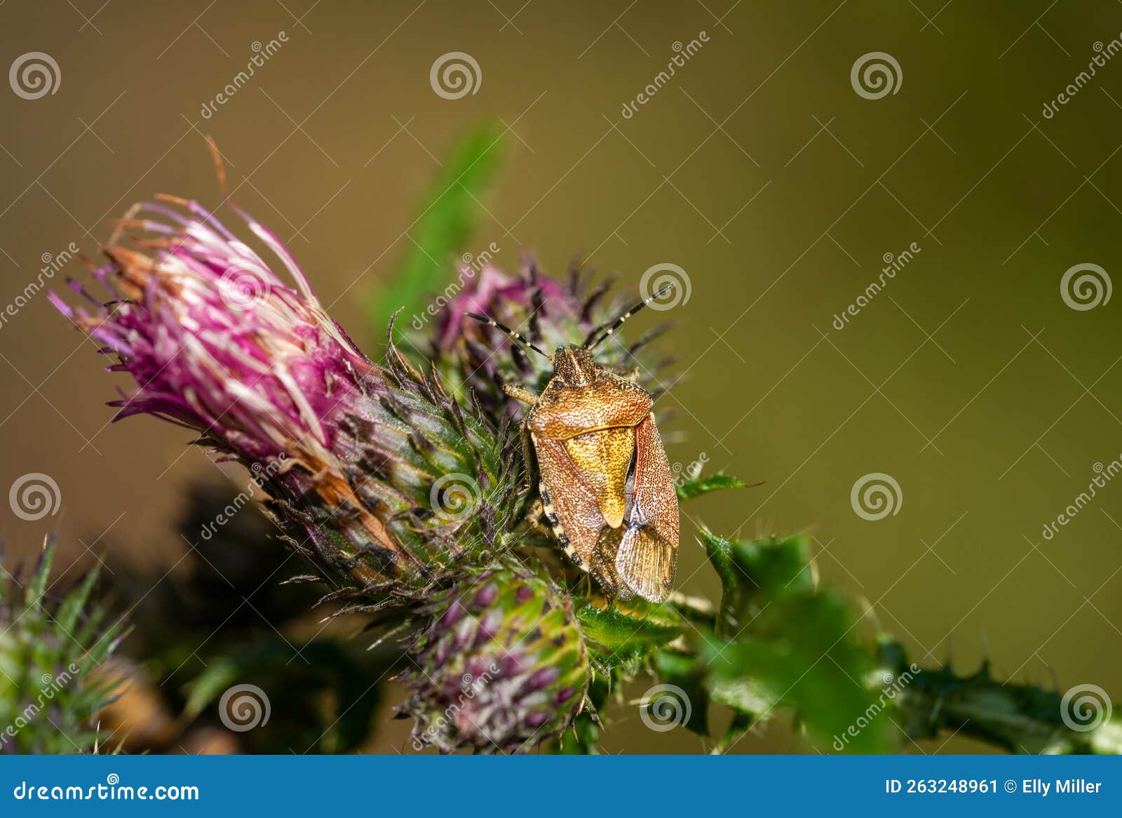 A Parent Bug Sits on a Thistle. Insect Close-up Stock Image - Image of ...