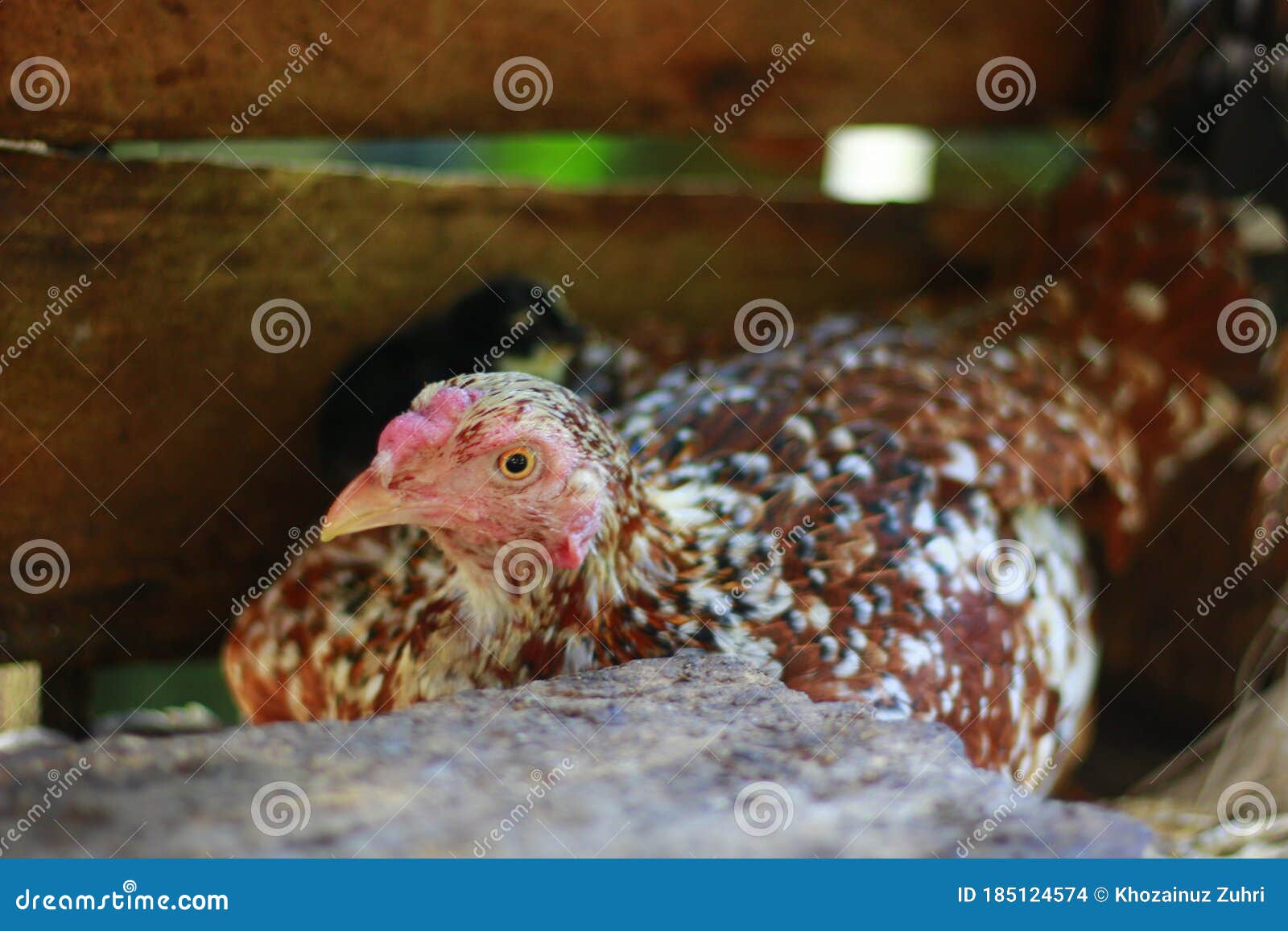 Parent Chicken that Incubates Eggs Stock Photo - Image of natural, head ...