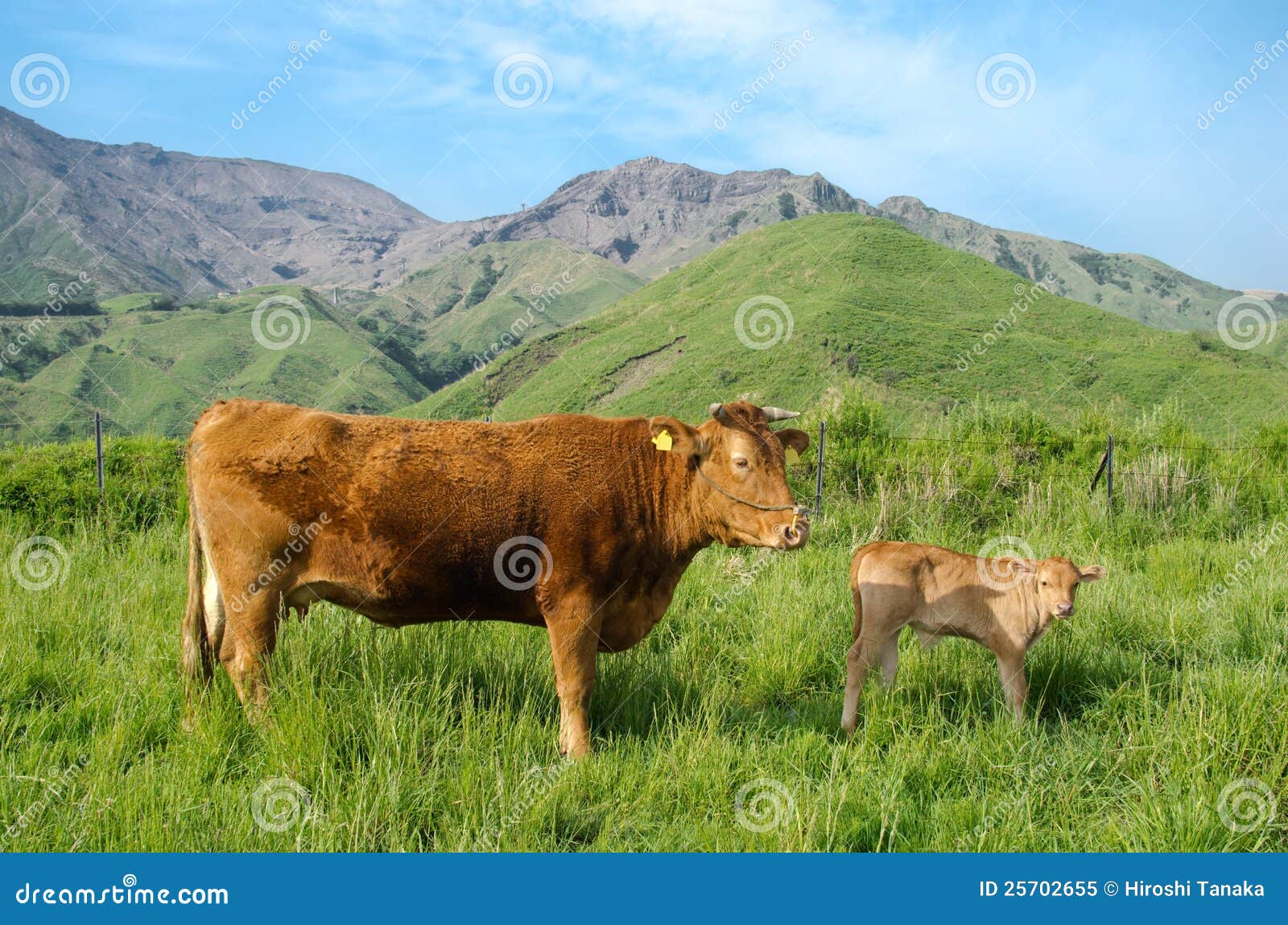 Parent and Child of the Cow Stock Image - Image of mountain, highland ...