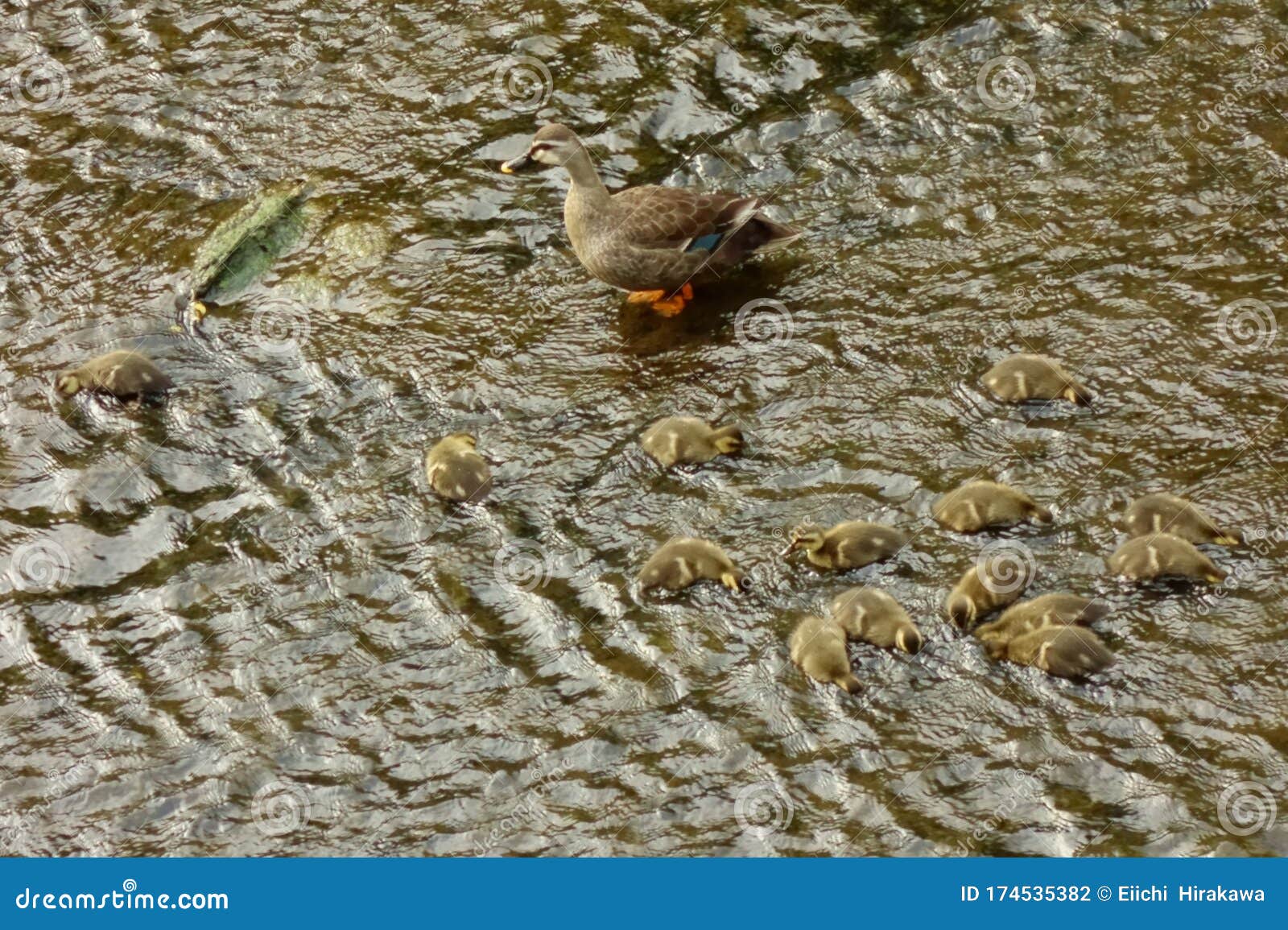 Parent Duck Watching Ducklings Stock Photo - Image of animal, texture ...
