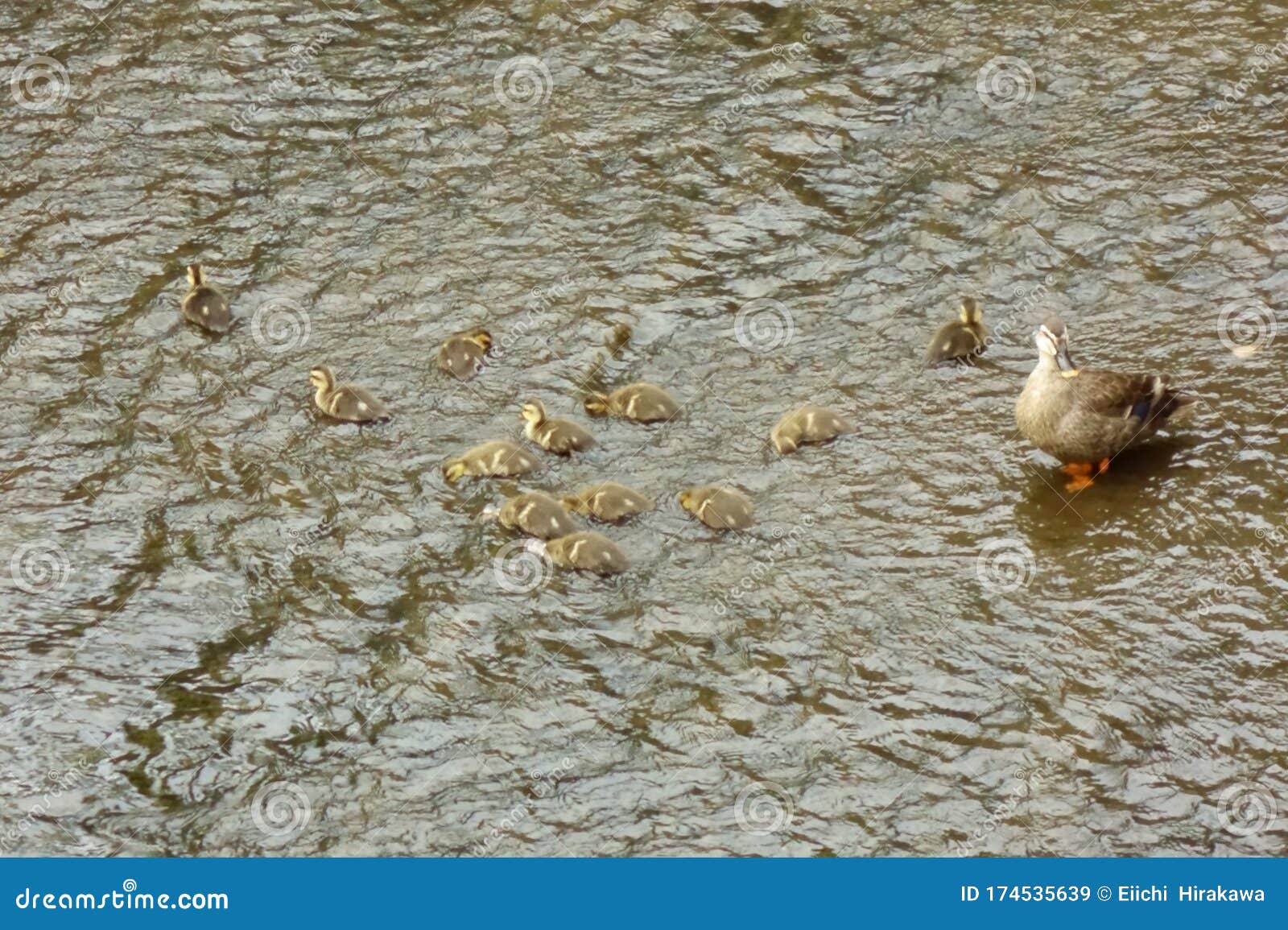 Parent Duck Watching Ducklings Stock Image - Image of watching, cute ...
