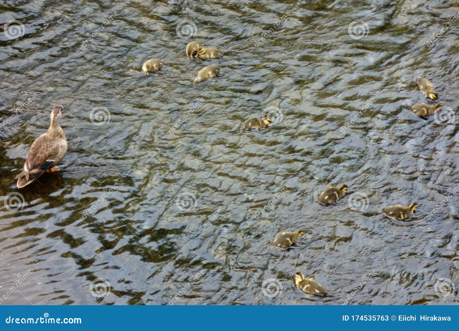 Parent Duck Watching Ducklings Stock Image - Image of waterfront ...