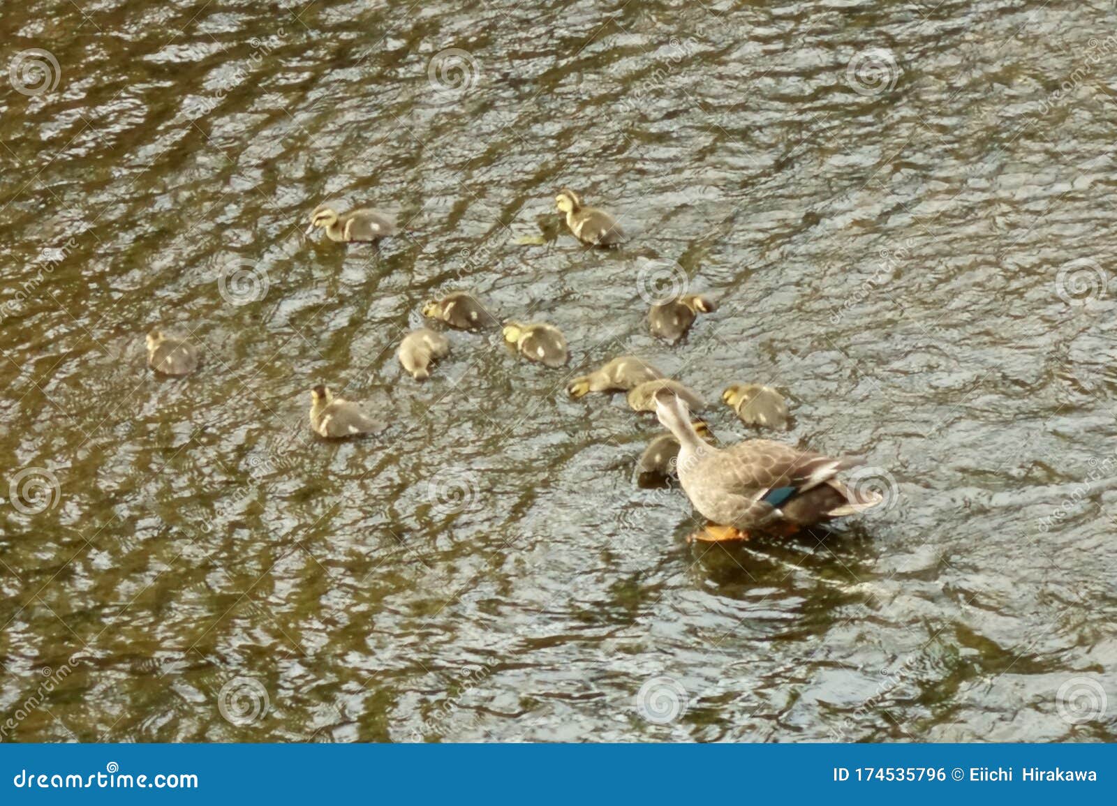 Parent Duck Watching Ducklings Stock Photo - Image of smiling, pattern ...
