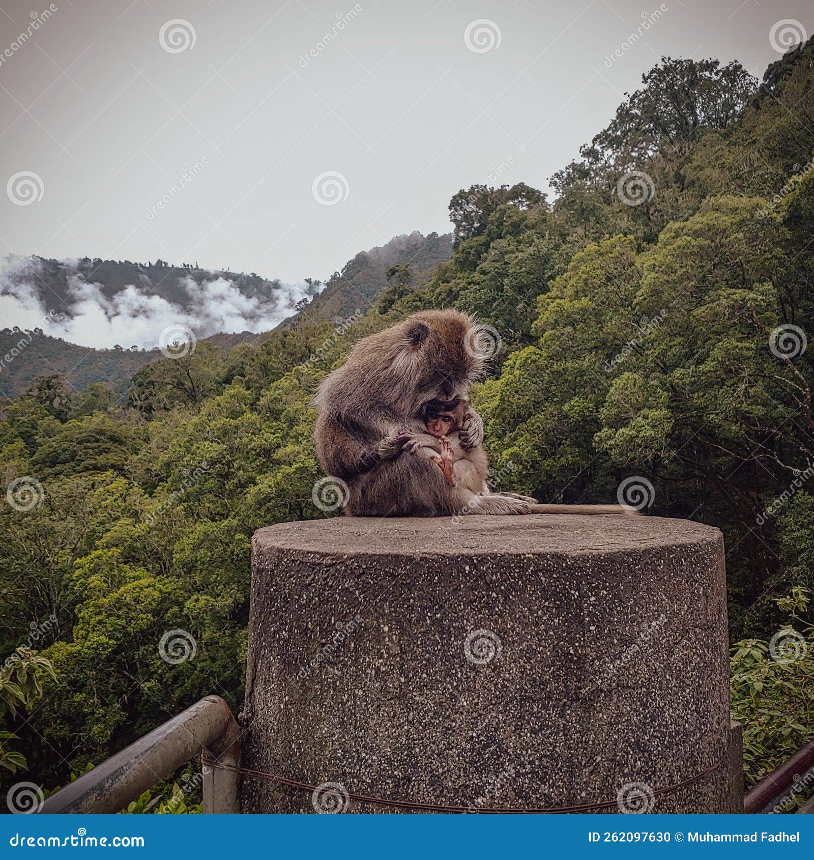 Parent Long Tailed Macaques Affection Stock Photo - Image of affection ...