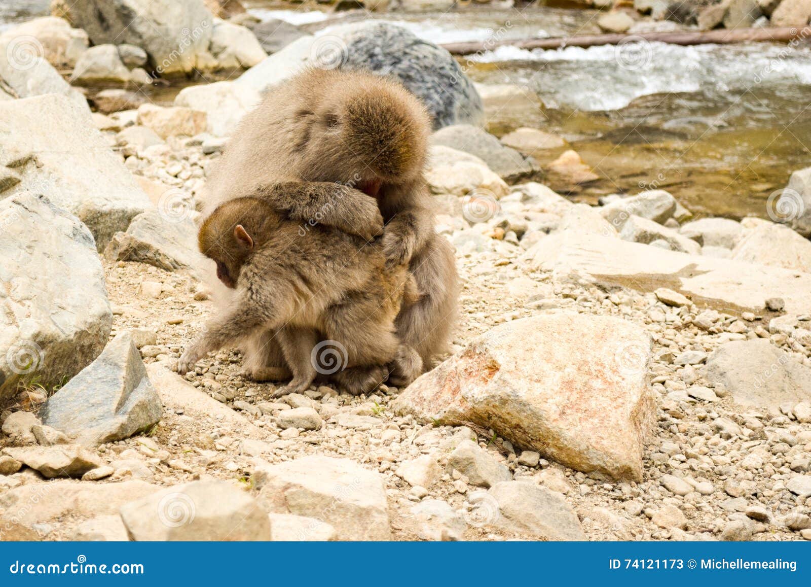 Parent Monkey Cleaning Small Child Monkey Stock Image - Image of animal ...