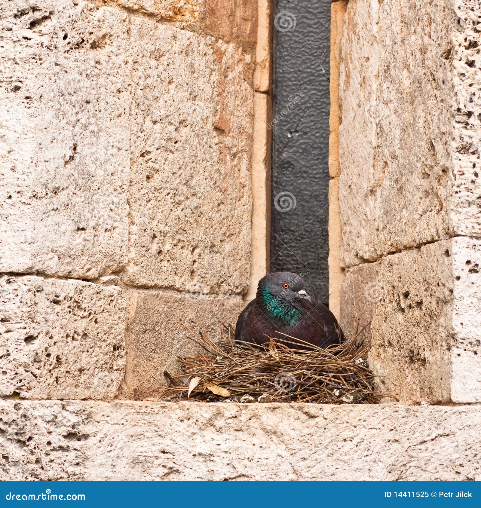 Parent Pigeon And Hatchlings. Stock Photography | CartoonDealer.com ...