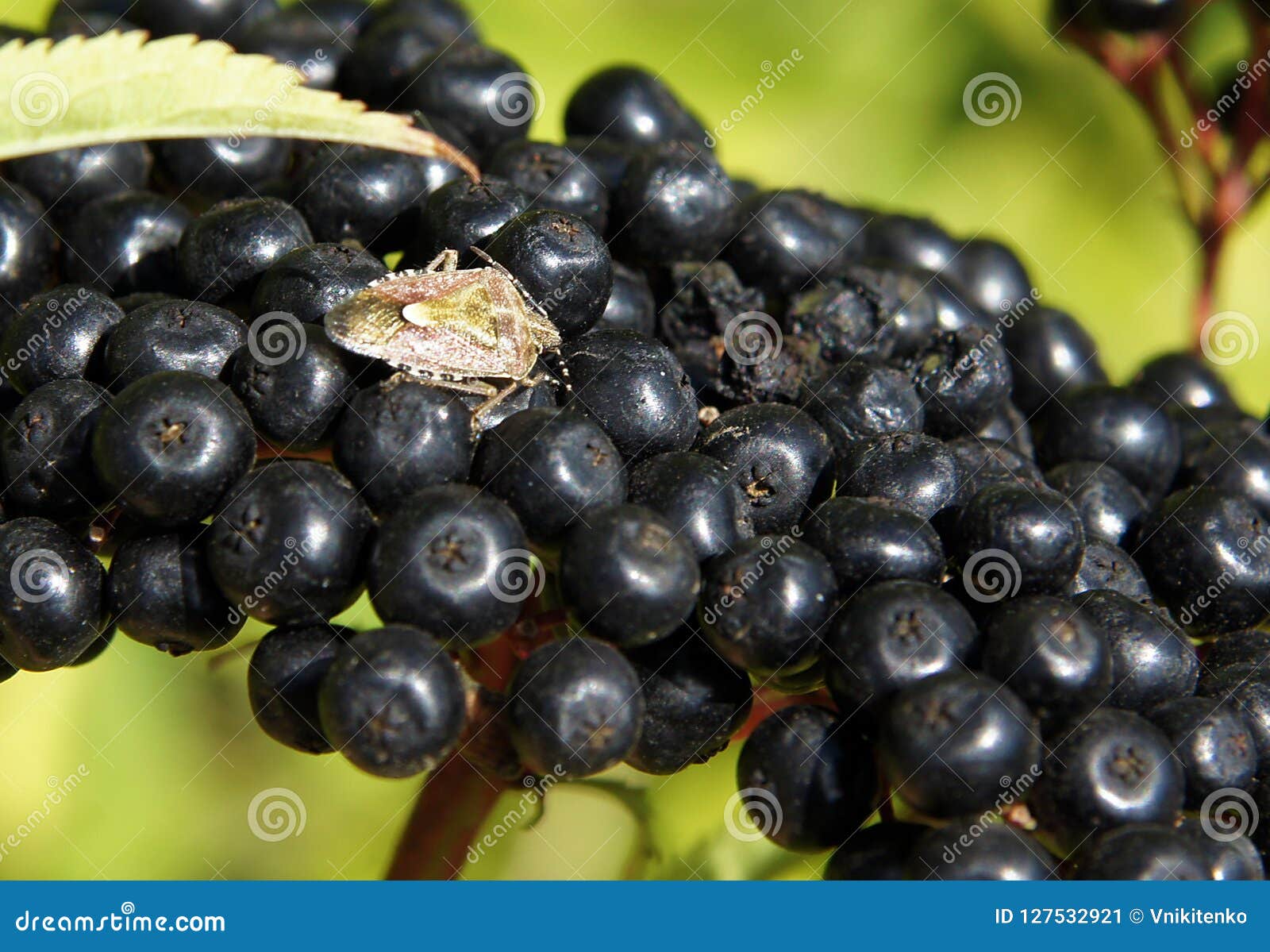 Parent Shieldbugs on Elderberries Stock Image - Image of shield, stink ...