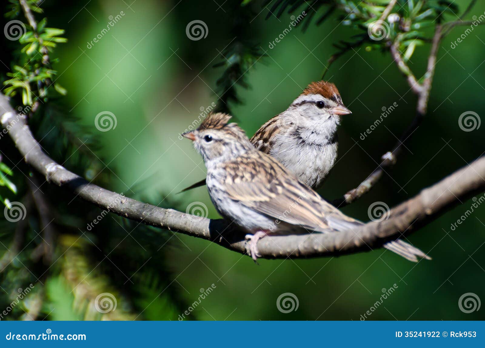 Parent and Young Chipping Sparrow Stock Photo - Image of juvenile ...