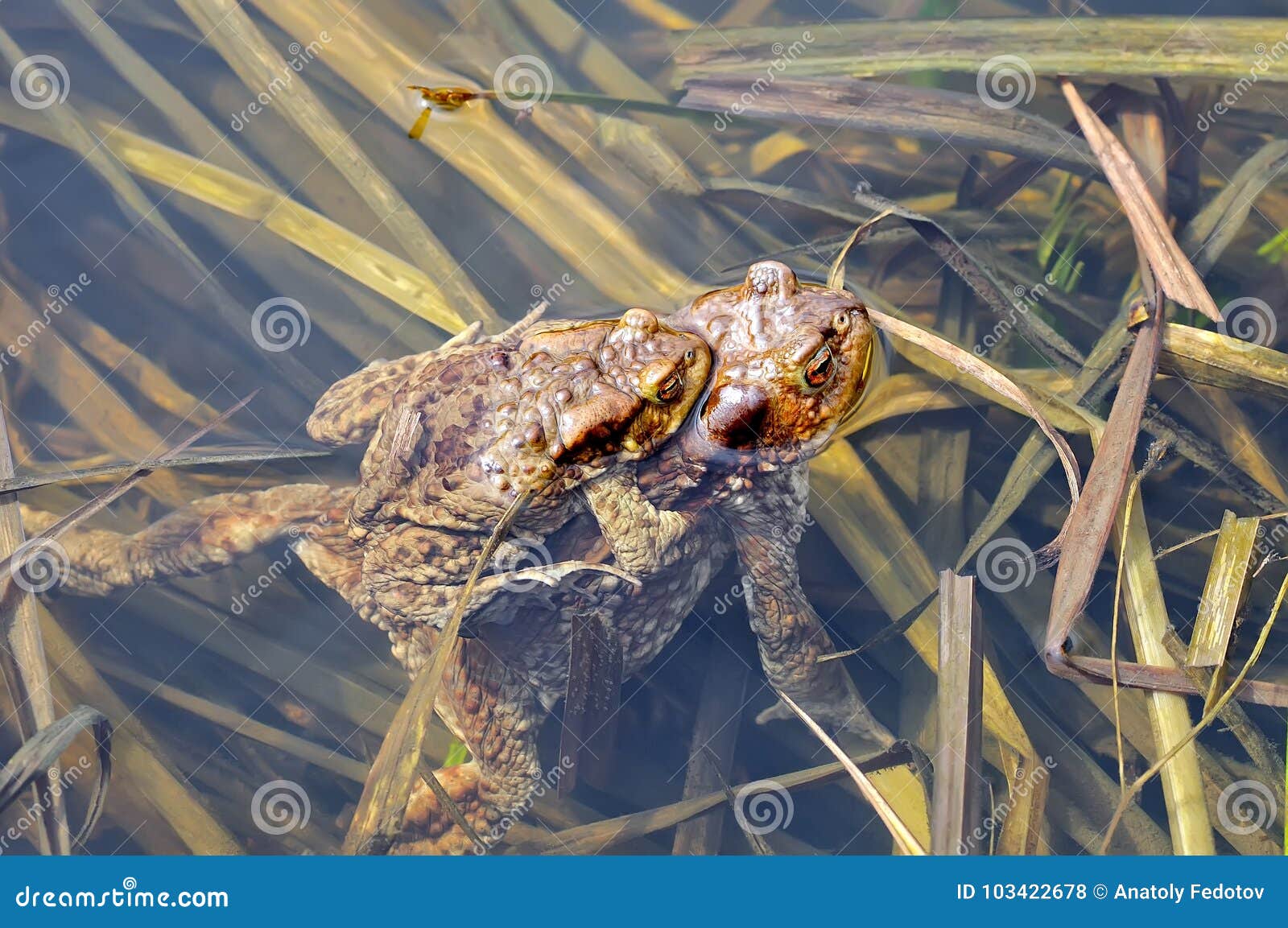 Pares De Acoplamento Do Sapo Comum, Bufo De Bufo Foto de Stock - Imagem ...