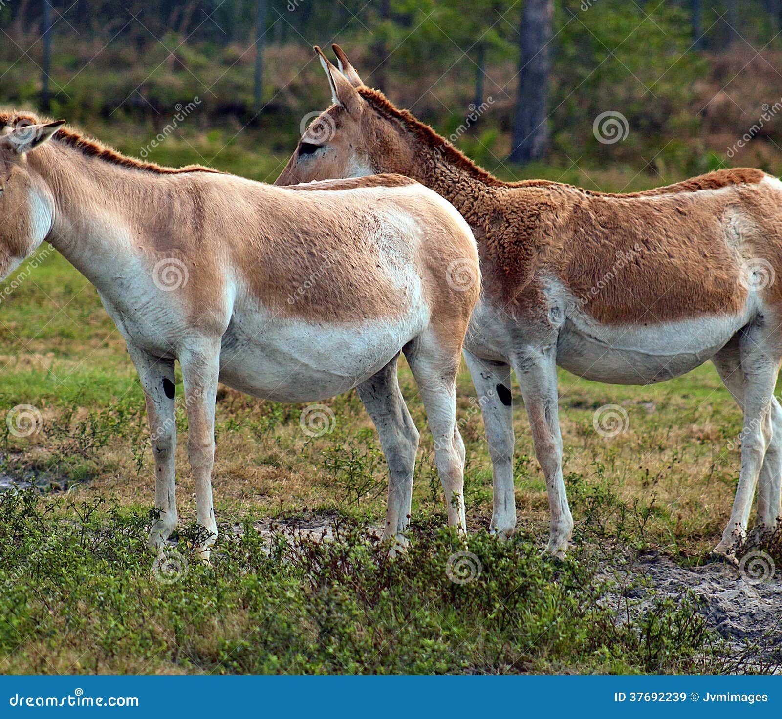Pares de asnos imagem de stock. Imagem de asno, bebê - 37692239