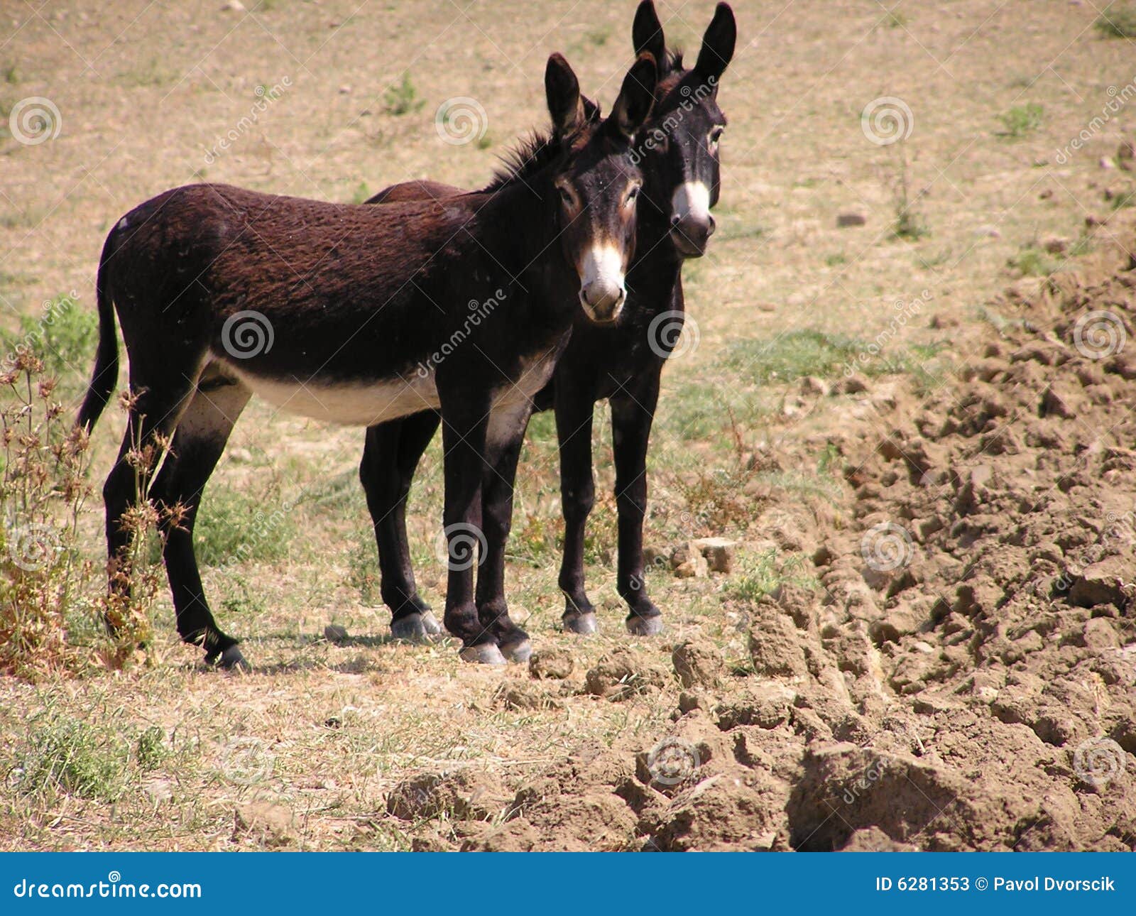 PARES DE ASNOS imagem de stock. Imagem de quente, asno - 6281353