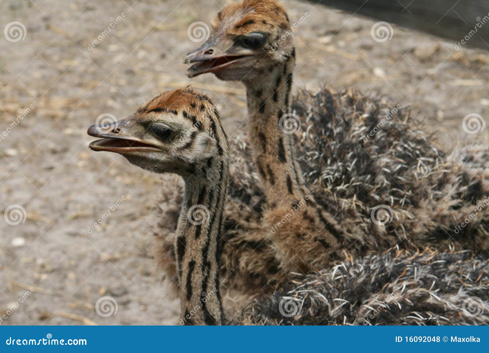 Pares De Avestruzes Pequenas Foto de Stock - Imagem de bebê, pares ...
