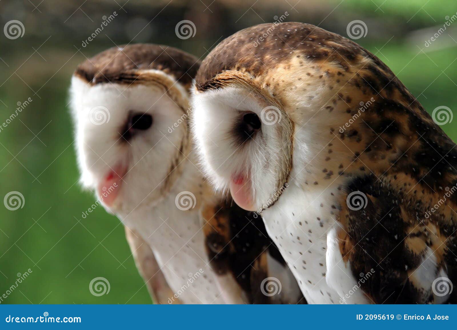 Pares de buhos white-faced imagen de archivo. Imagen de fondo - 2095619