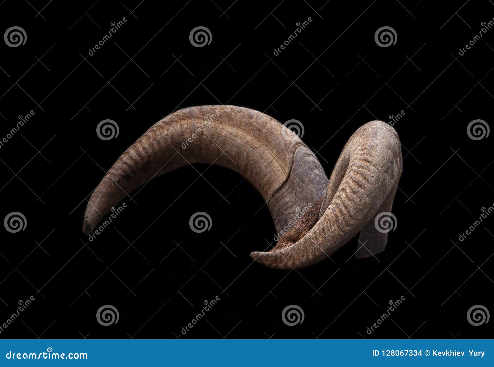 Pares De Cuernos Marrones De La Cabra Foto de archivo - Imagen de ...