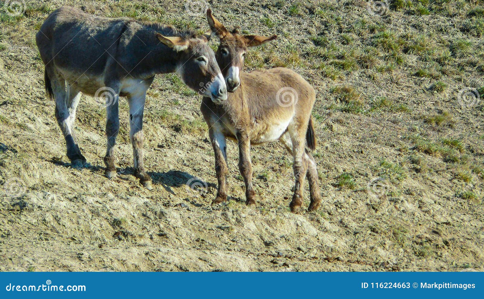 Pares de dia dos asnos imagem de stock. Imagem de asnos - 116224663