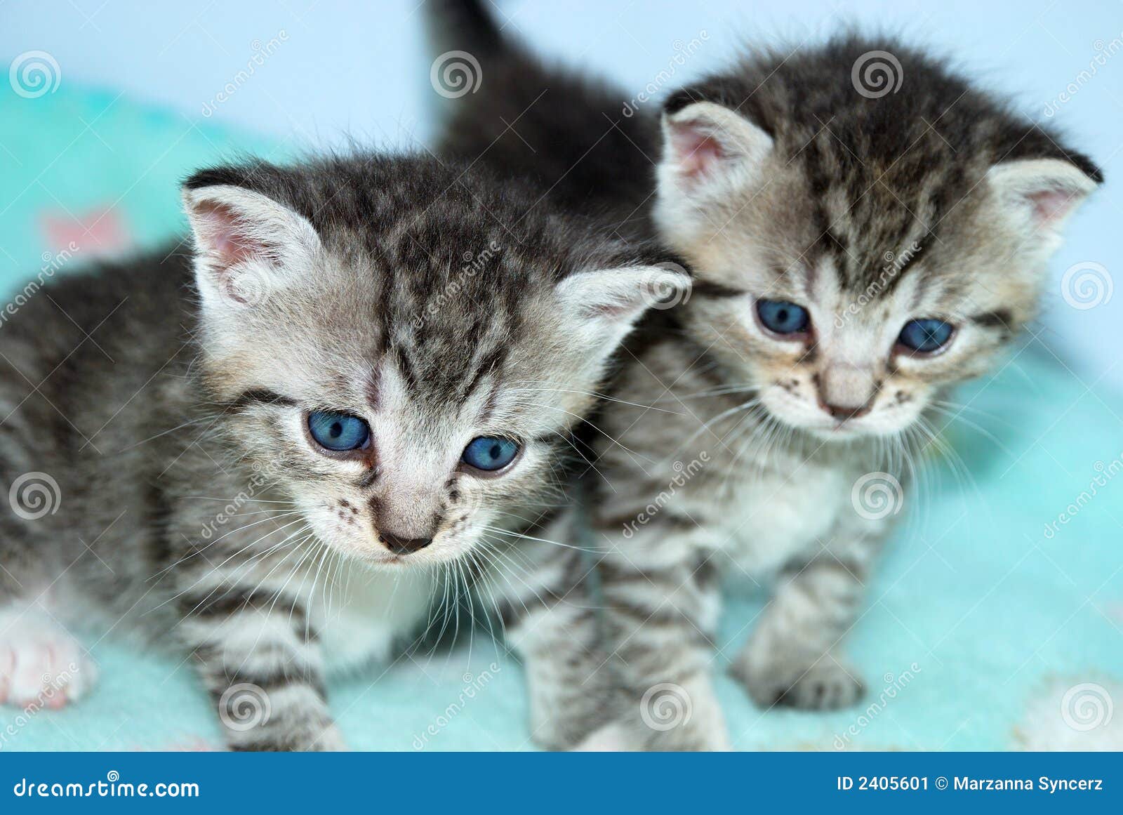 341 Gatitos Rayados Fotos - Libres de Derechos y Gratuitas de Dreamstime