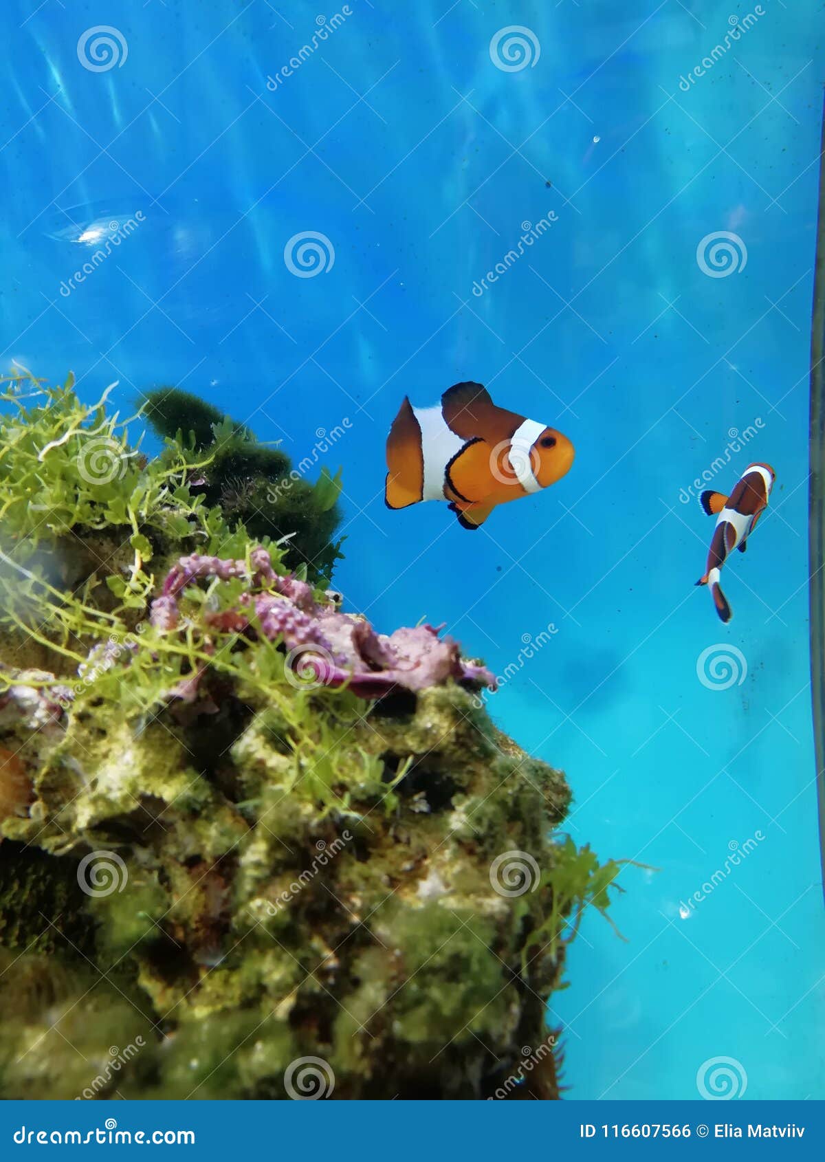 Pares De Los Pescados De Nemo Foto de archivo - Imagen de pares, cubo ...