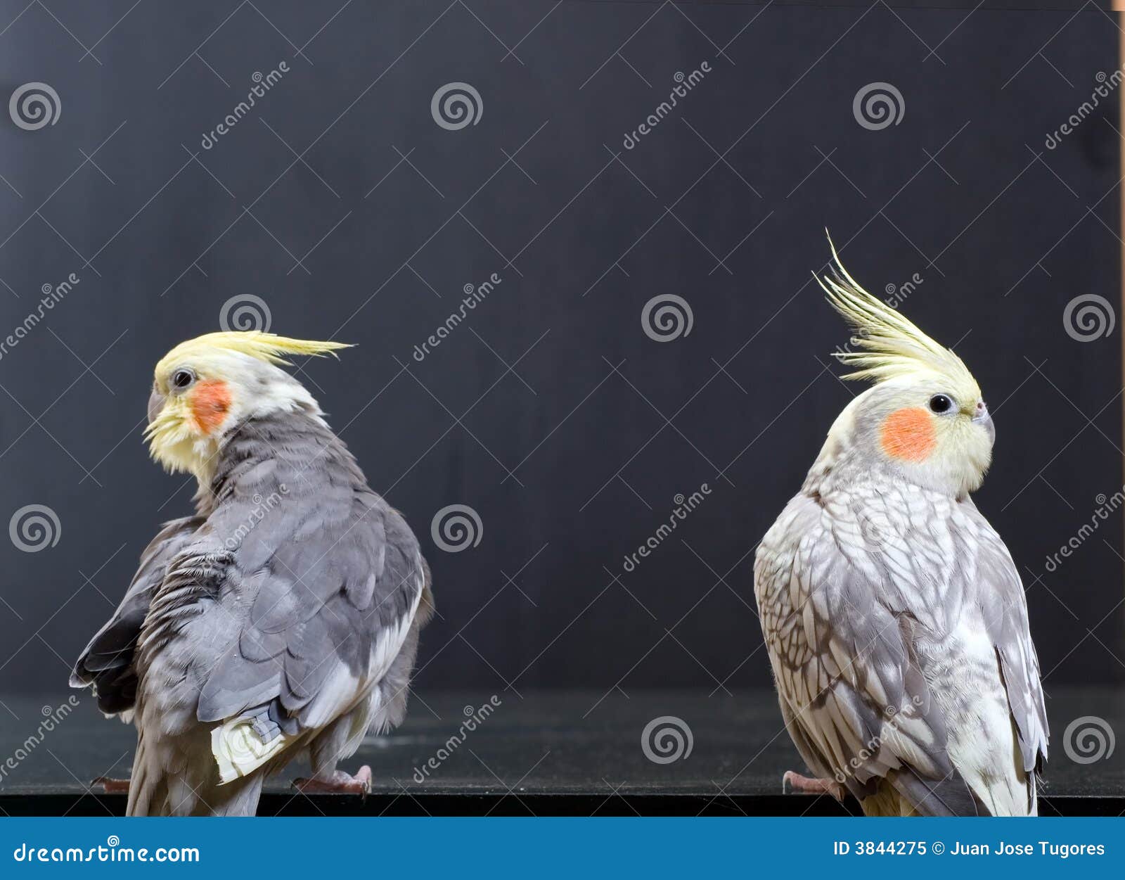Pares de pájaros raros imagen de archivo. Imagen de fauna - 3844275
