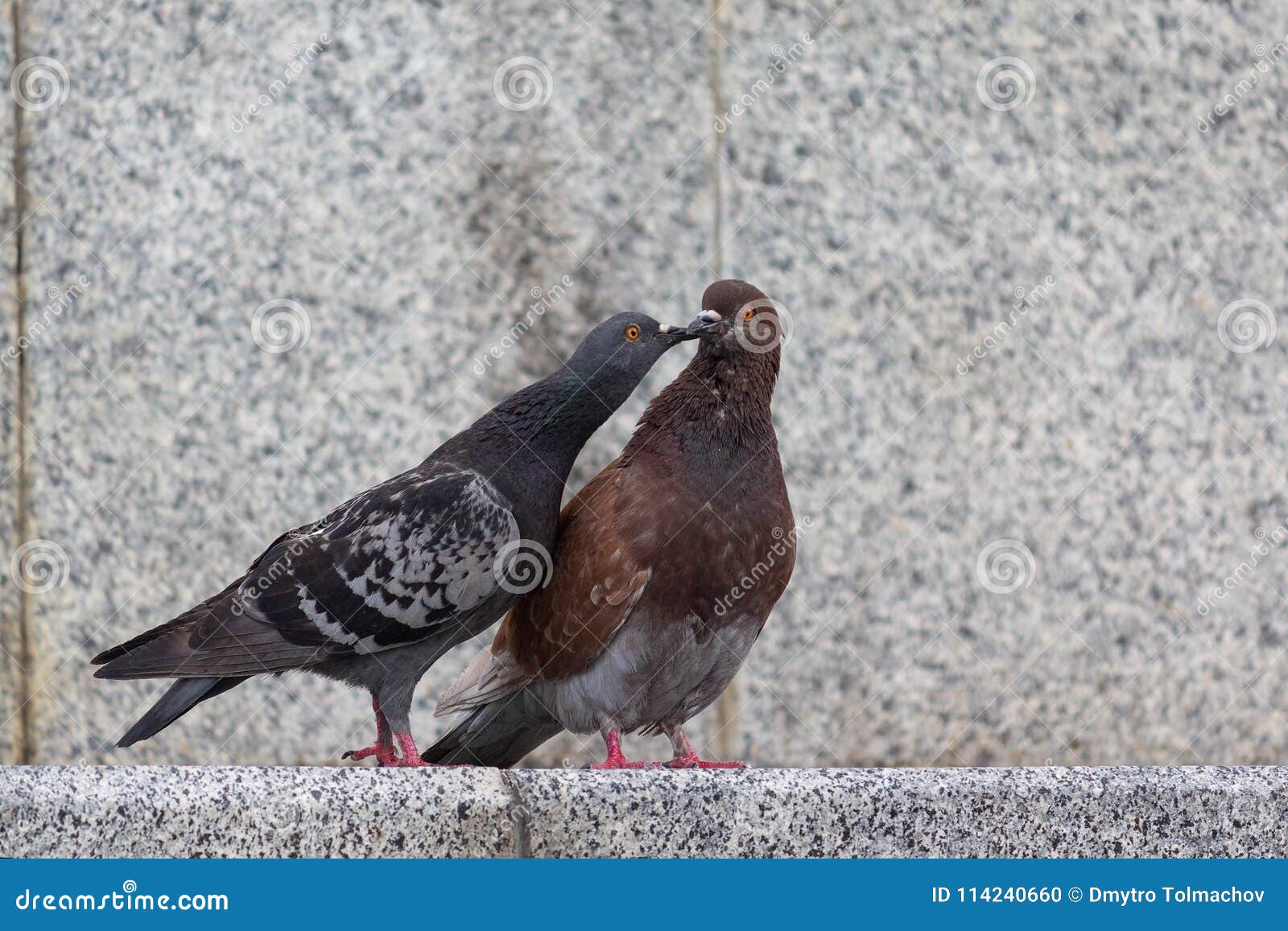 Pares De Palomas En La Calle De La Ciudad Foto de archivo - Imagen de ...
