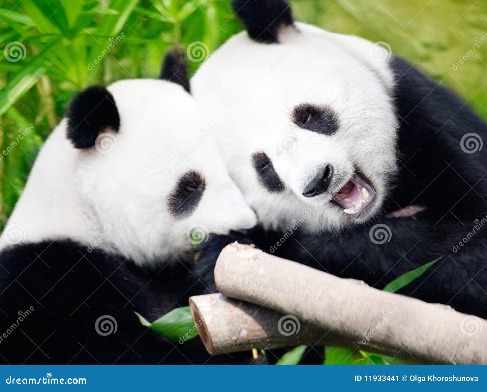 Pares de pandas imagen de archivo. Imagen de bocado, garra - 11933441