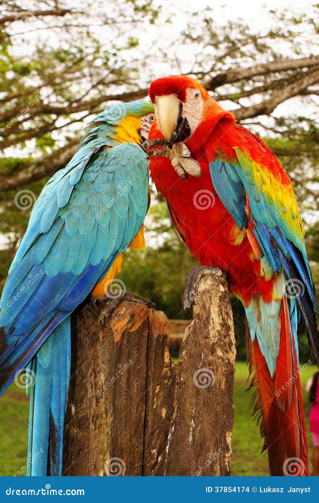 Pares De Papagaios Da Arara Foto de Stock - Imagem de falar, câmara ...