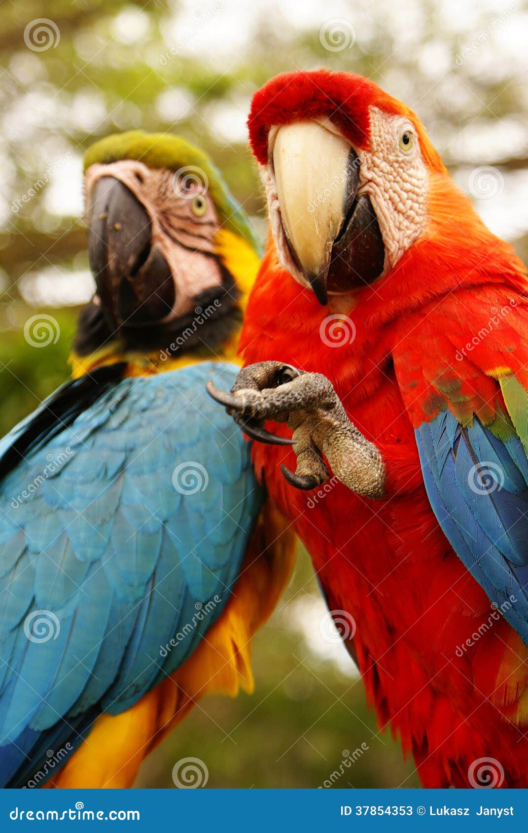 Pares De Papagaios Da Arara Imagem de Stock - Imagem de consoles, clima ...