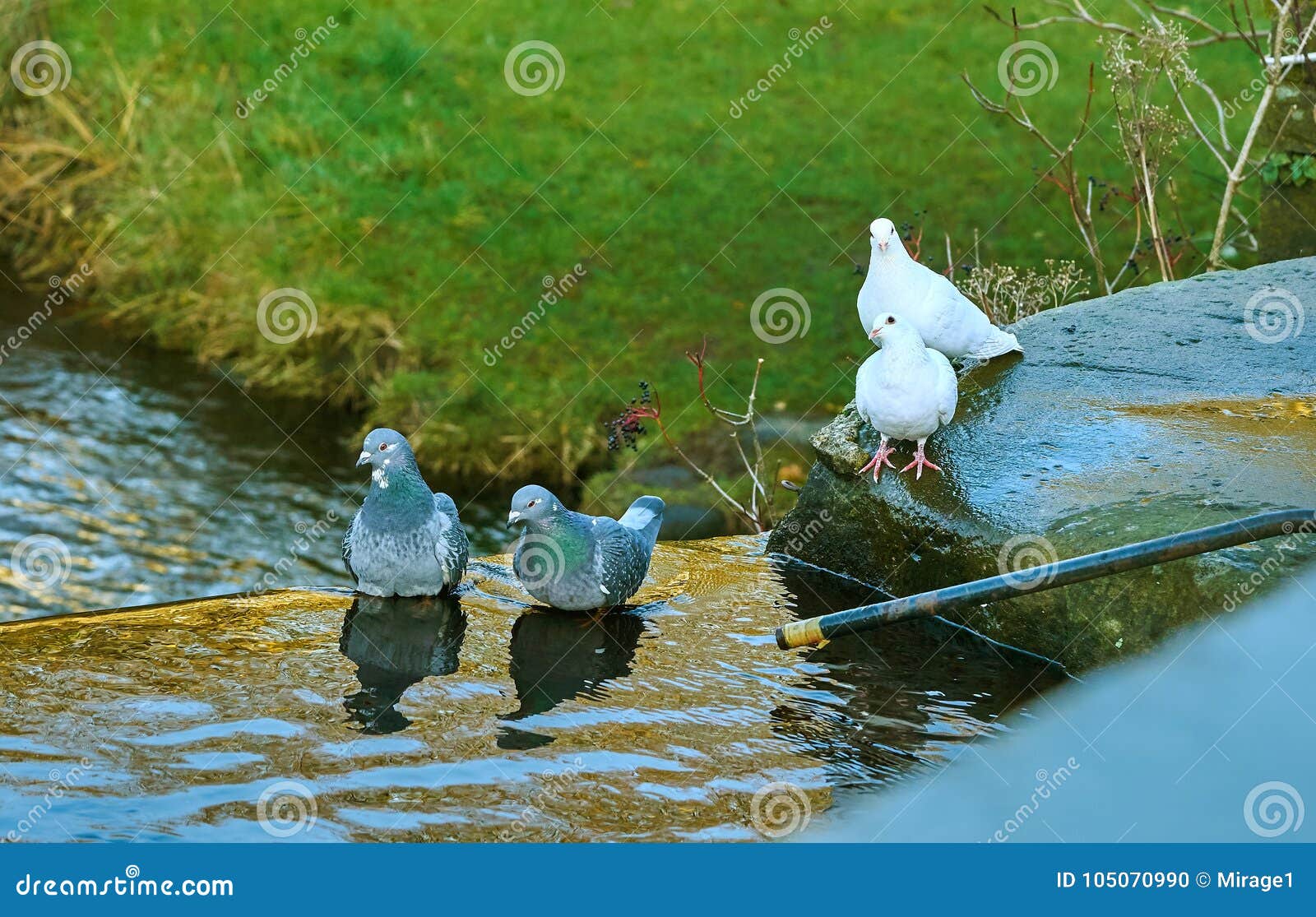 Pares De Pombos E De Pombas Que Banham-se Foto de Stock - Imagem de ...