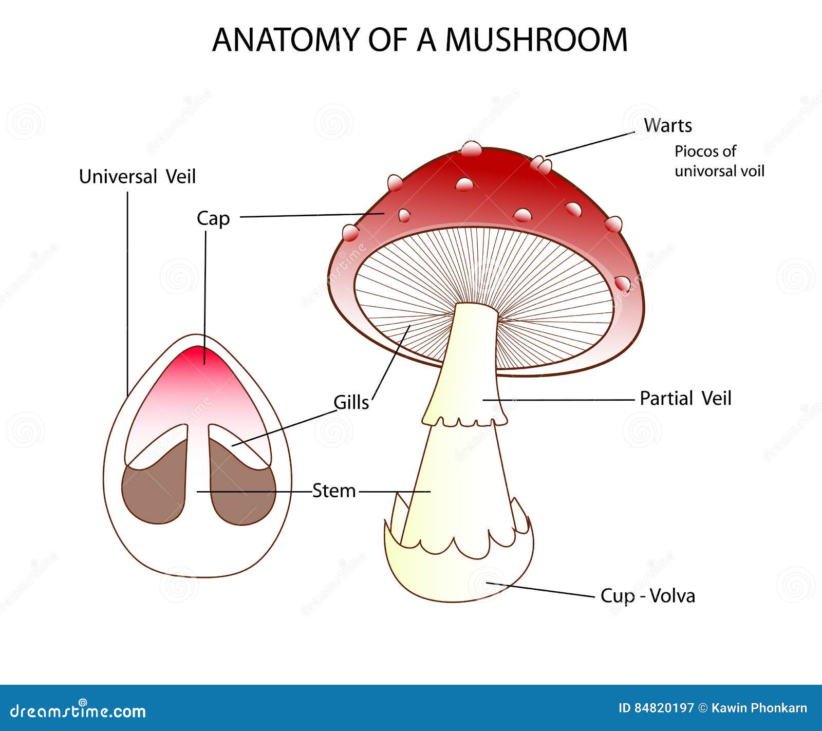 Pares de una seta ilustración del vector. Ilustración de verrugas ...
