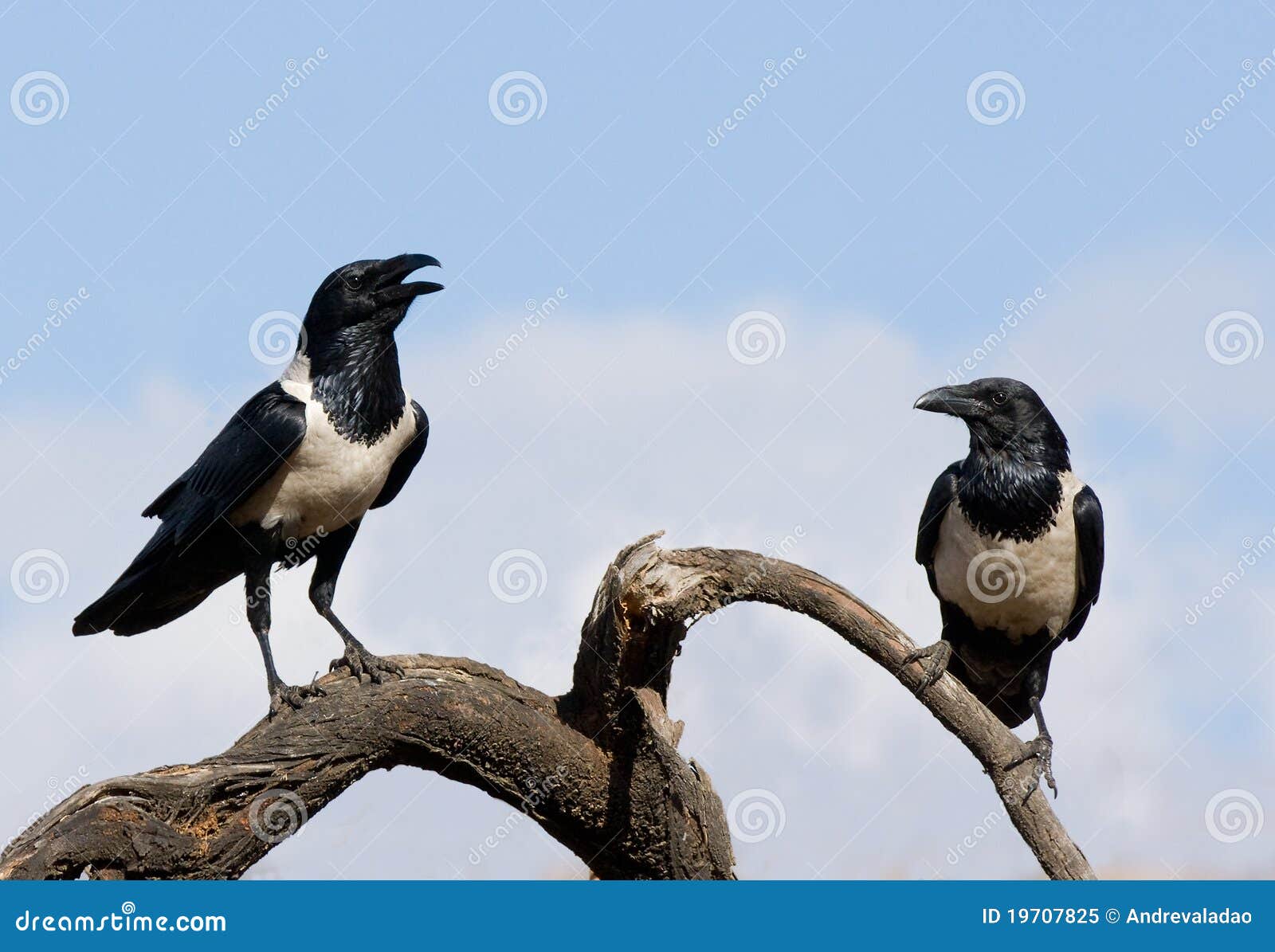 Pares De Varios Colores Del Cuervo Imagen de archivo - Imagen de ...