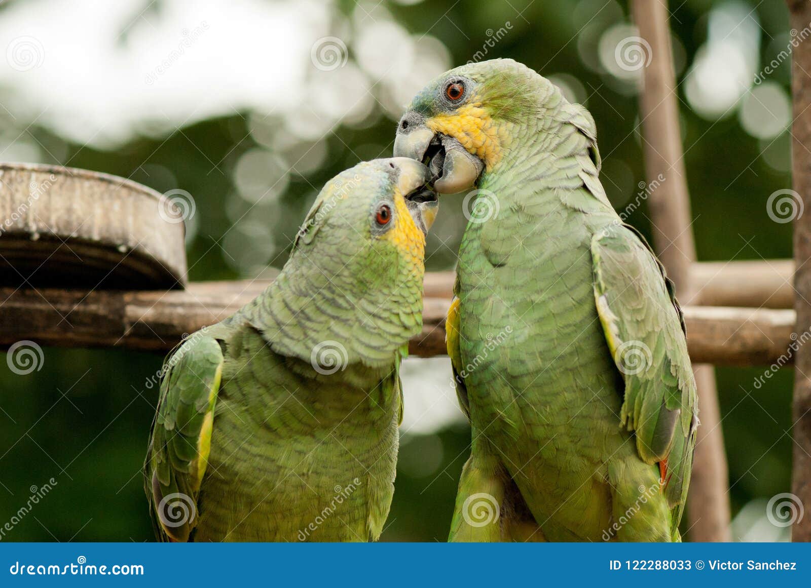 Beso De Los Loros Fotos De Stock - Download 115 Fotos Libres de Derechos
