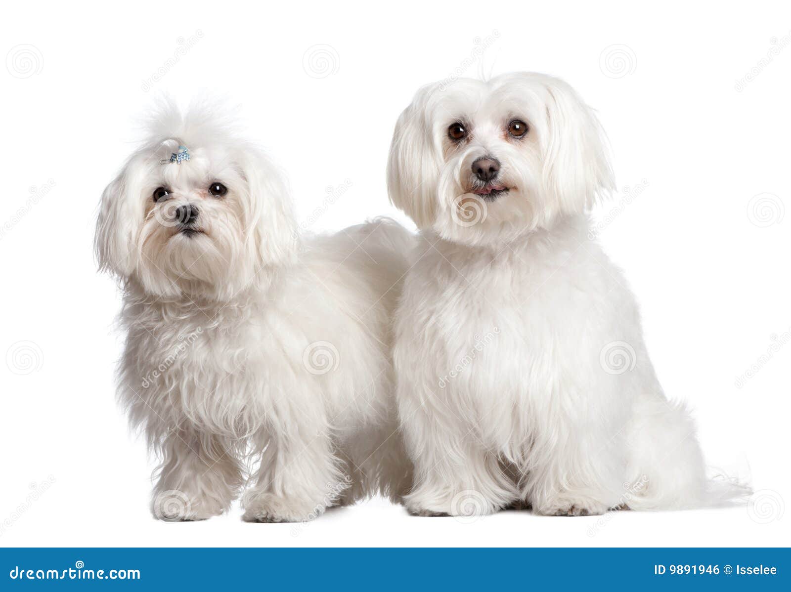 Pares del perro maltés dos foto de archivo. Imagen de criatura - 9891946