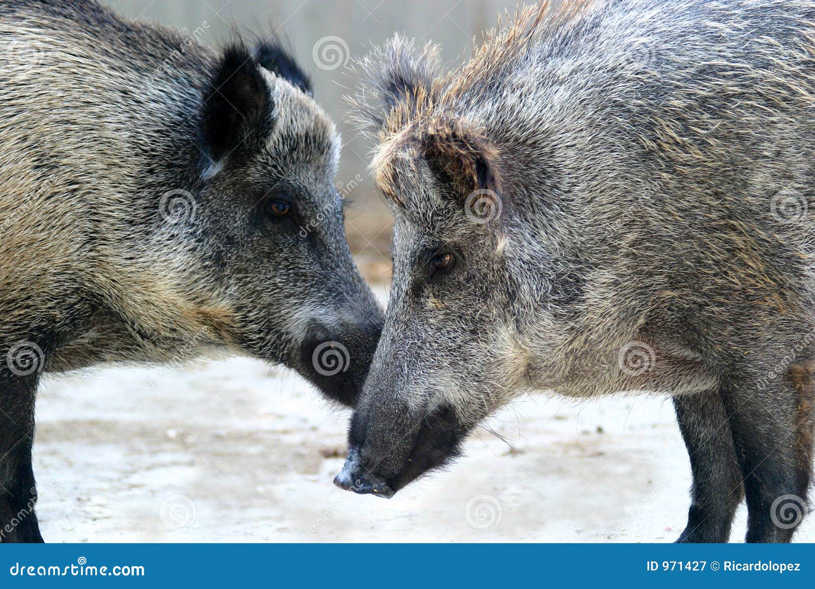 Pares del verraco salvaje imagen de archivo. Imagen de salvaje - 971427