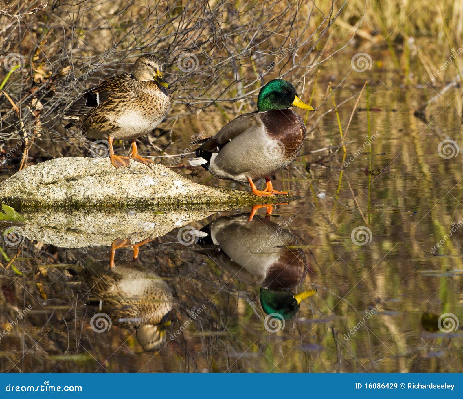 Pares perfectos imagen de archivo. Imagen de hembra, agua - 16086429