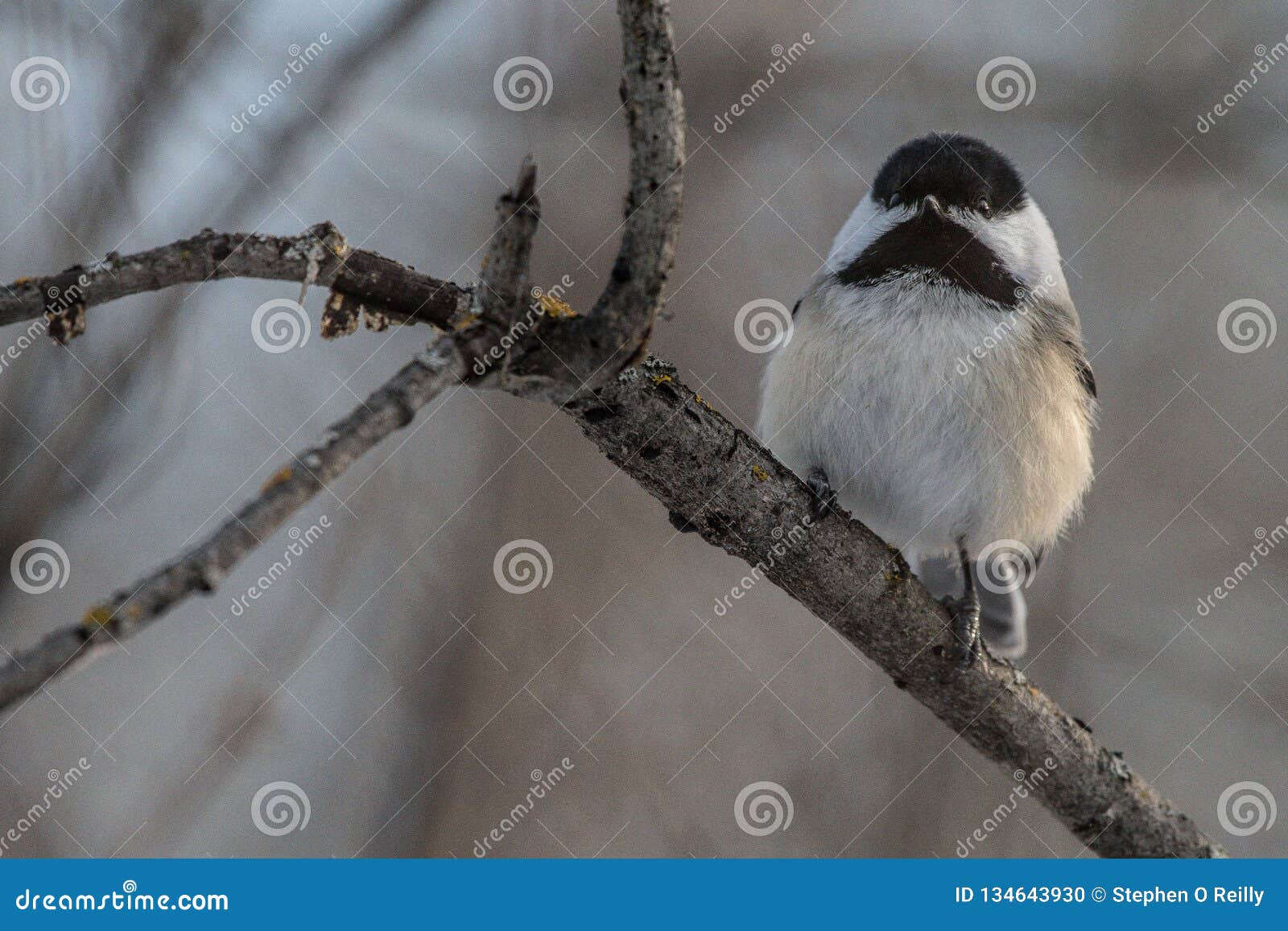 Parezco un huevo foto de archivo. Imagen de mirada, alimento - 134643930