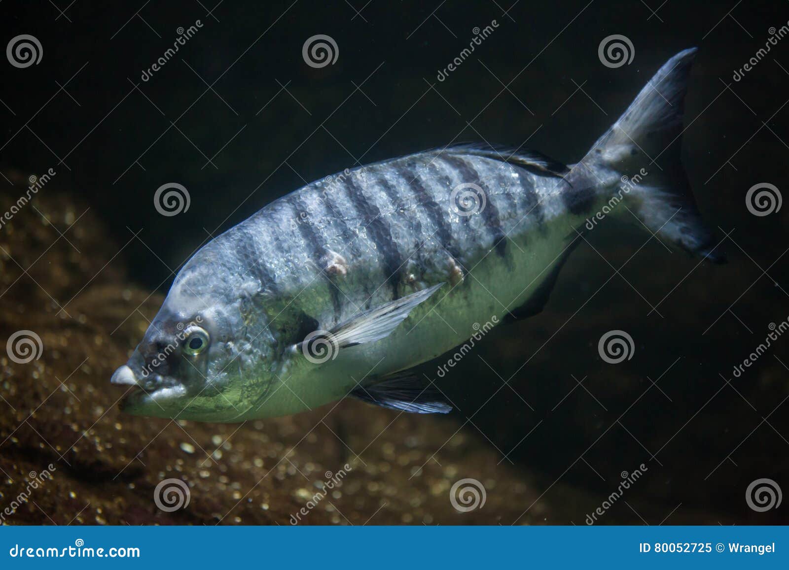 Pargo Blanco (sargus De Diplodus) Imagen de archivo - Imagen de brema ...
