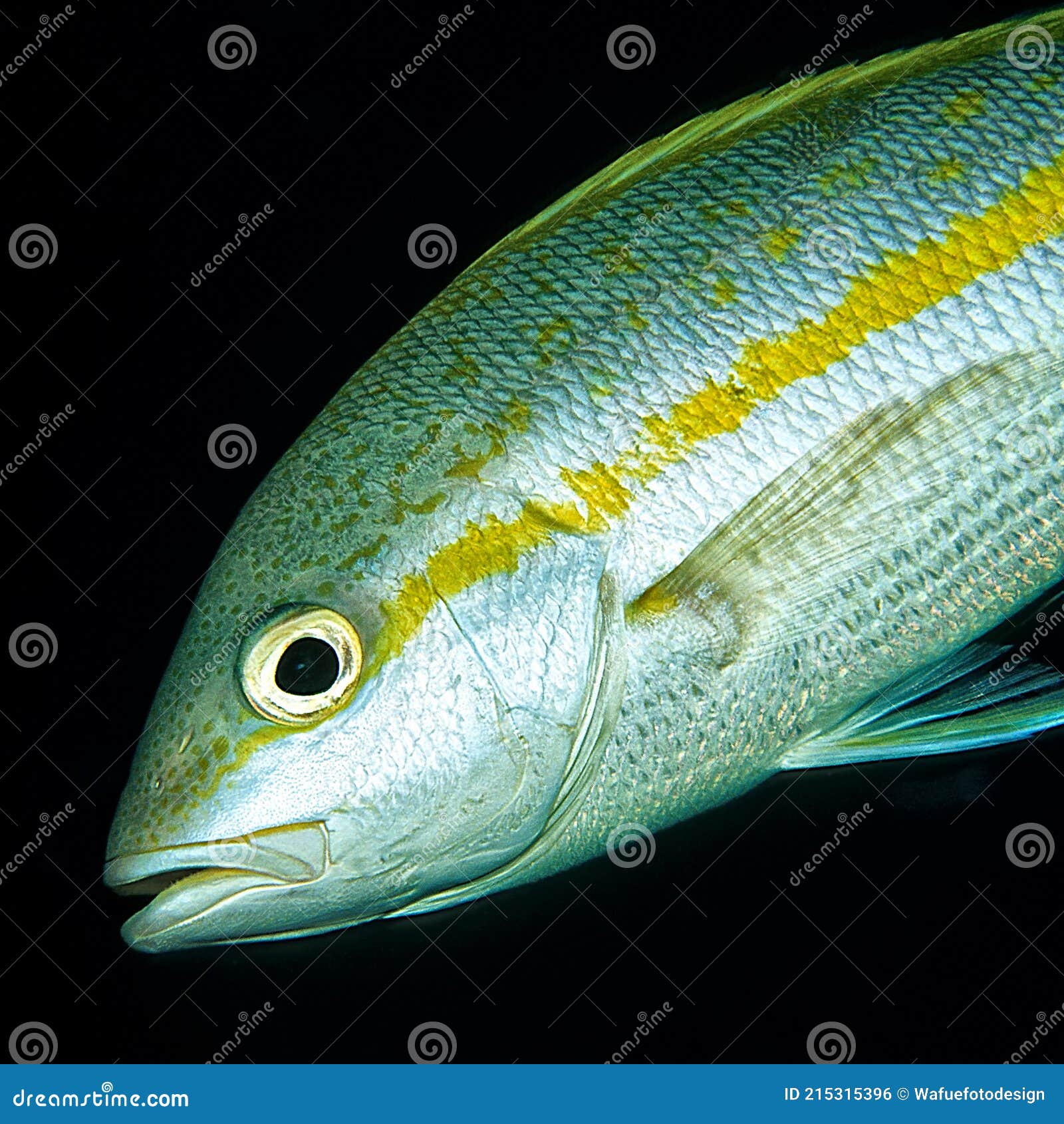 Pargo cola amarilla foto de archivo. Imagen de cuba - 215315396