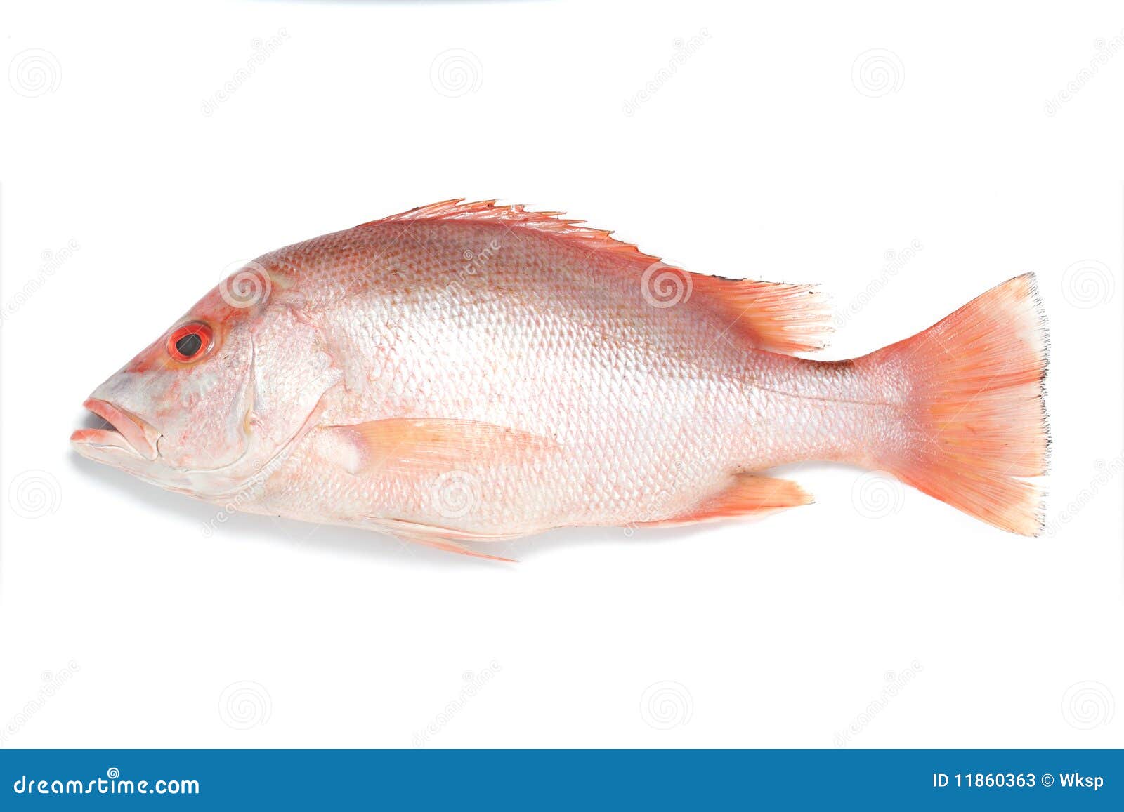 Pargo rojo imagen de archivo. Imagen de fresco, pescados - 11860363