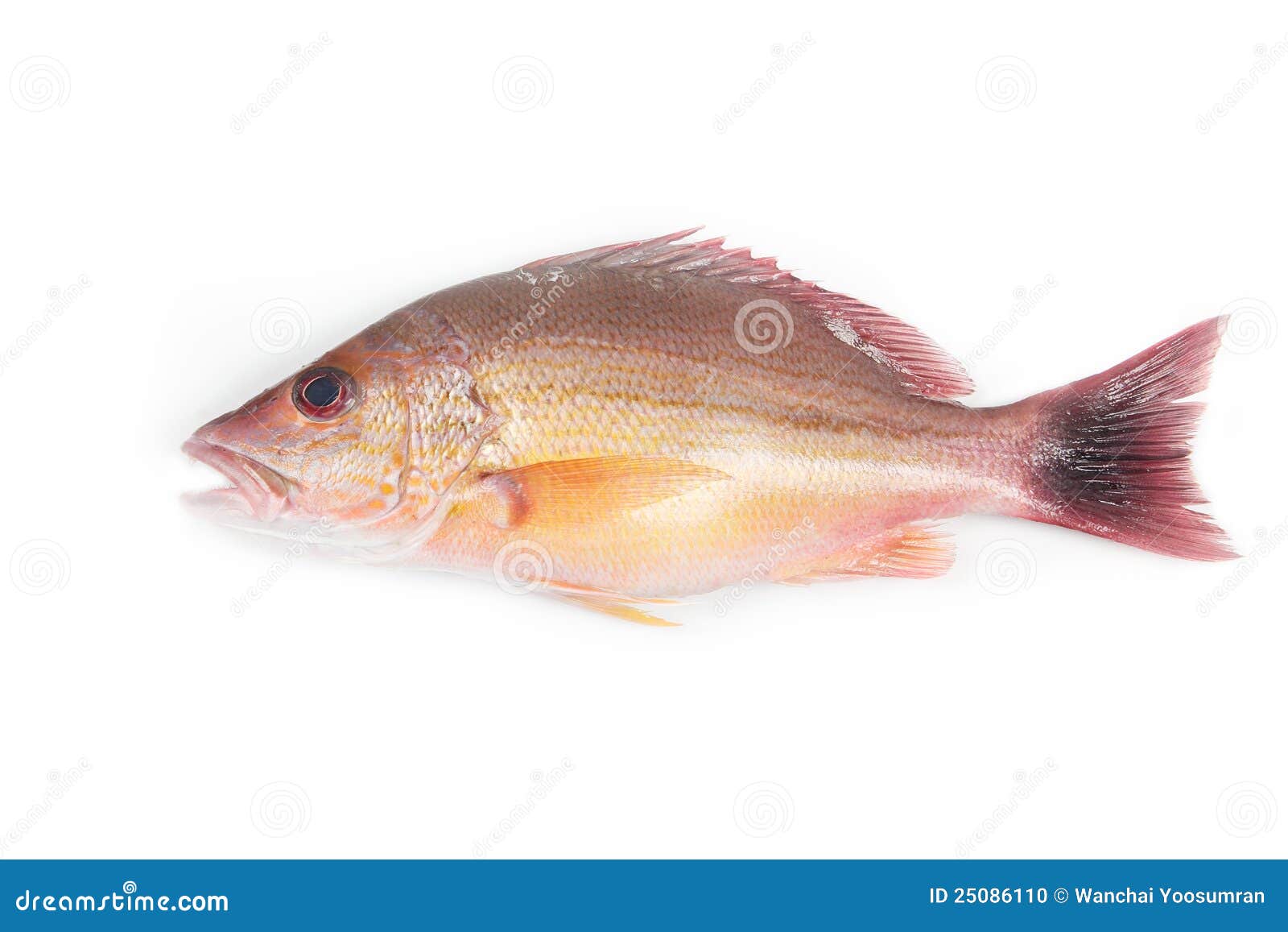 Pargo rojo foto de archivo. Imagen de malabar, alimento - 25086110