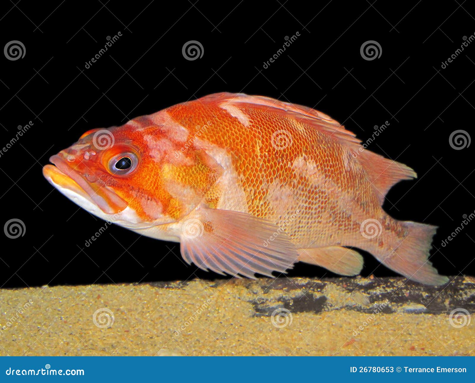 Pargo rojo imagen de archivo. Imagen de agua, salino - 26780653